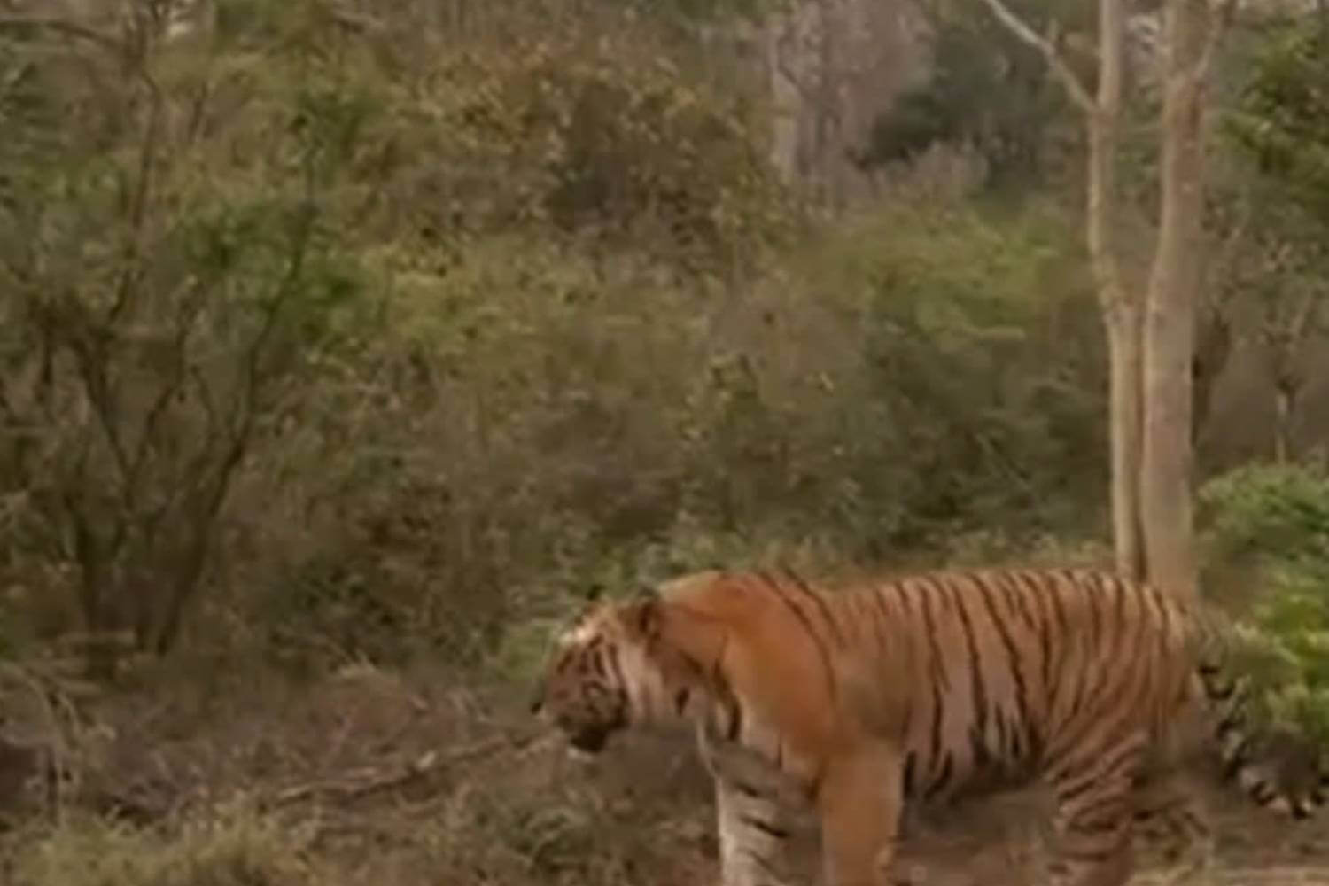 Hercules- The Giant Tiger of Jim Corbett National Park Captivating Visitors