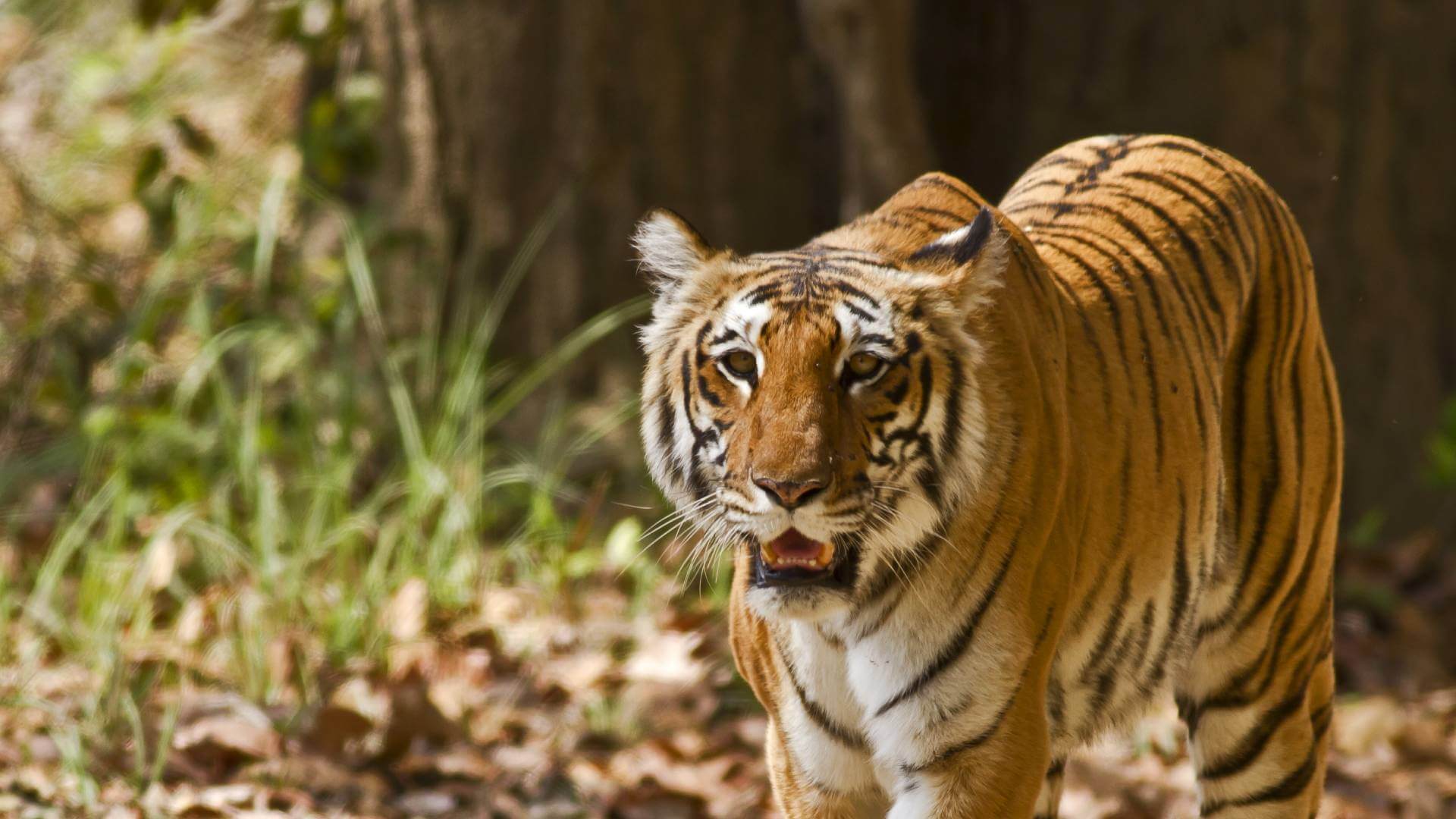 Jim Corbett National Park India - Corbett Tiger Reserve, Uttarakhand