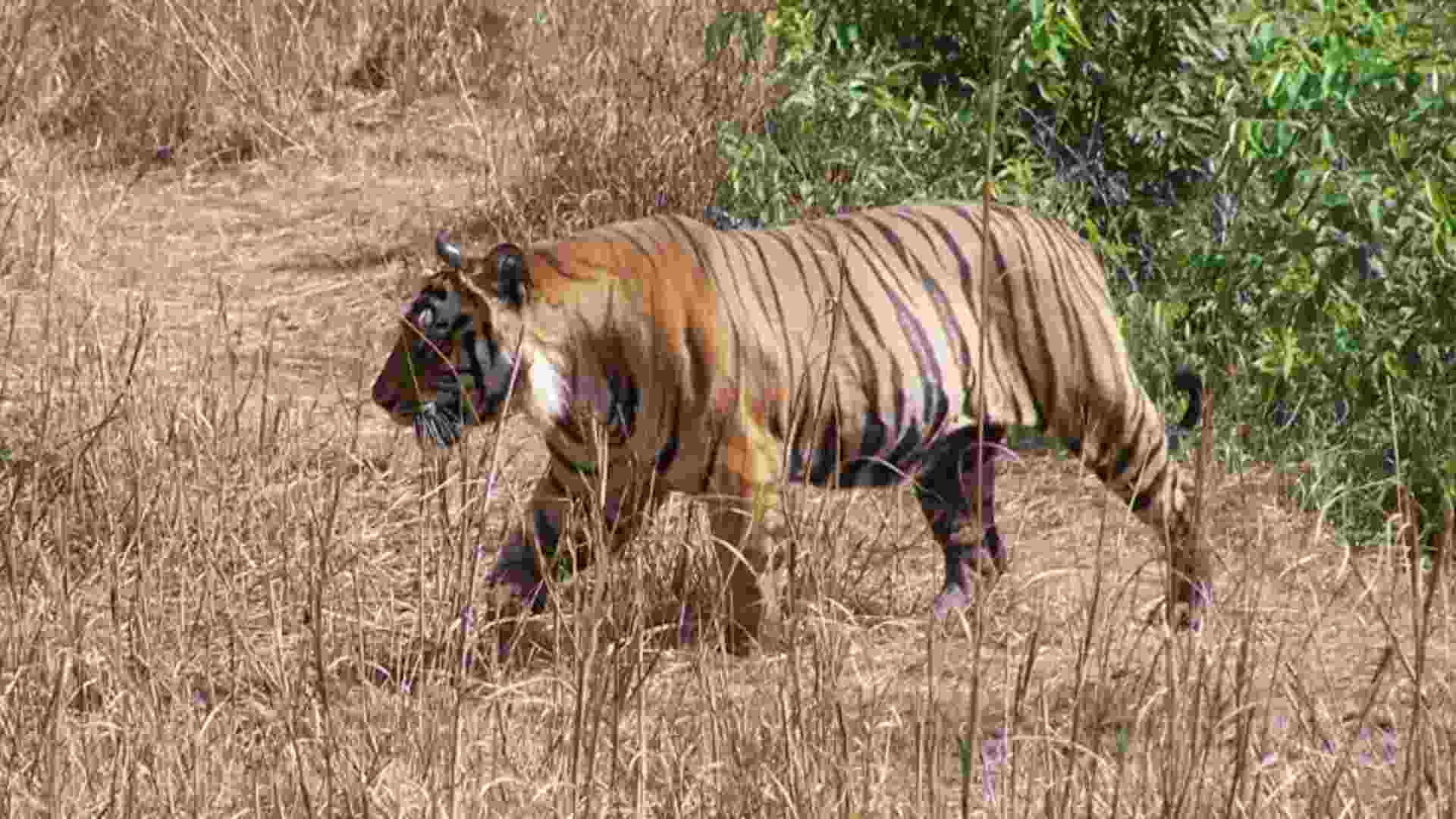 Jim Corbett National Park - Tiger Conservation Projects
