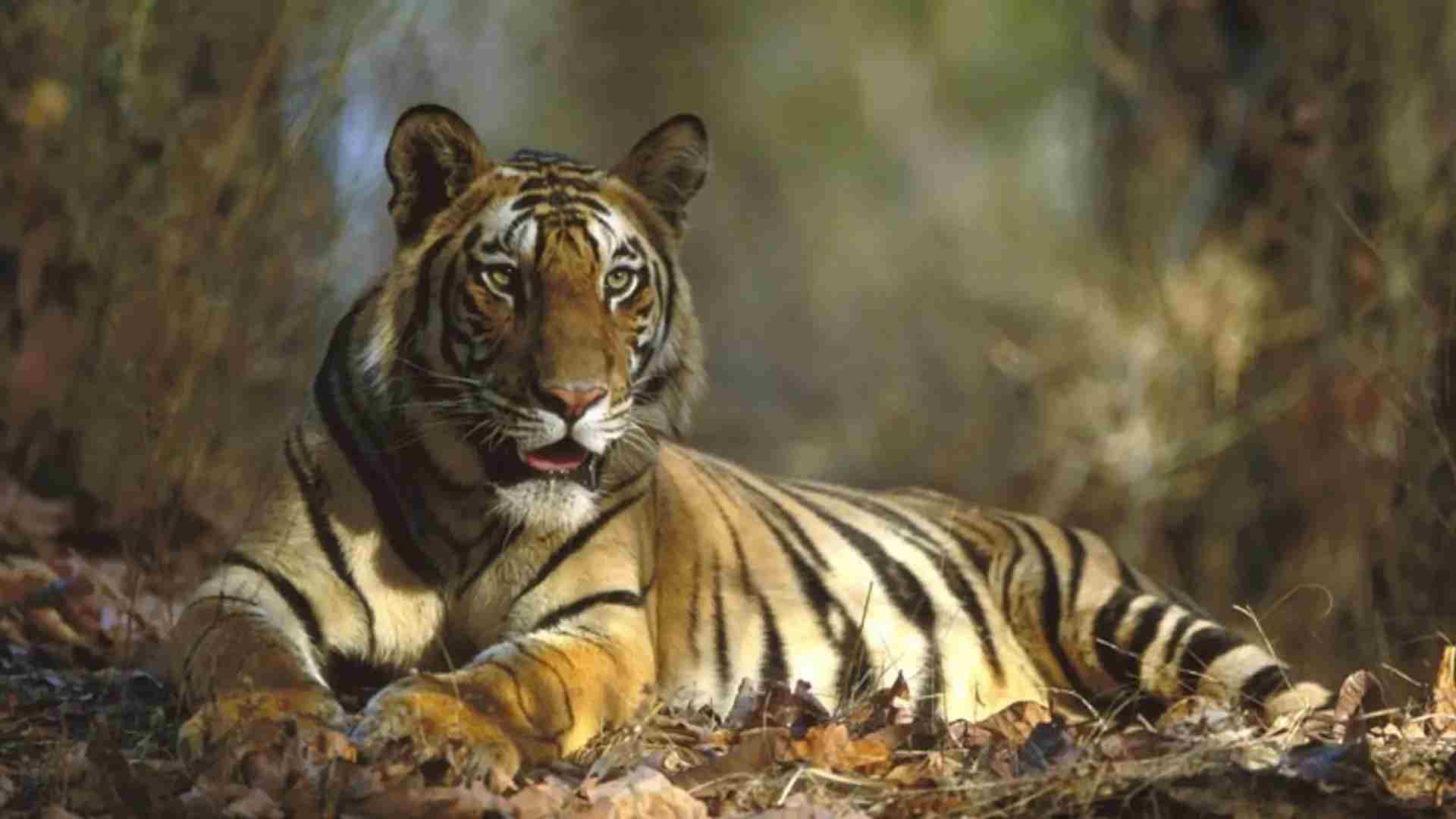 Tigers Very Own Country